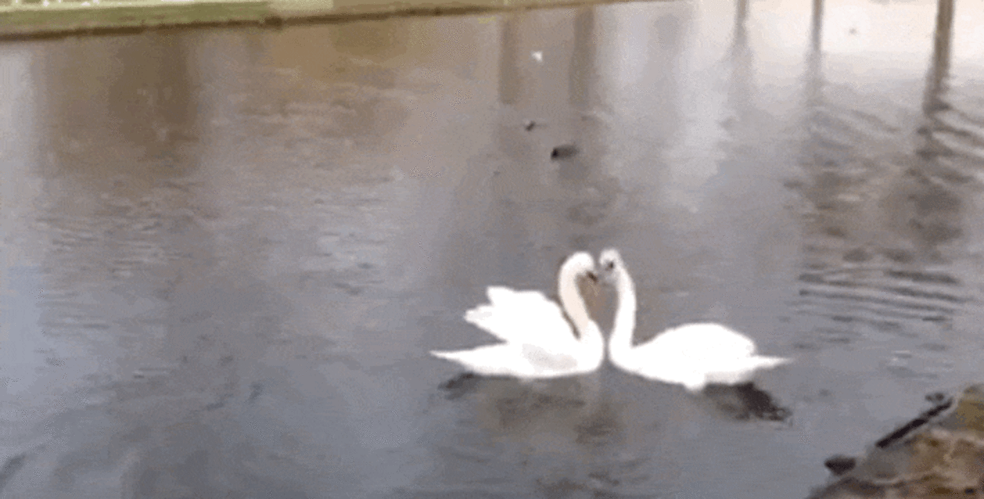 Swan Couple Separated By Sickness Has Sweetest Reunion - The Dodo