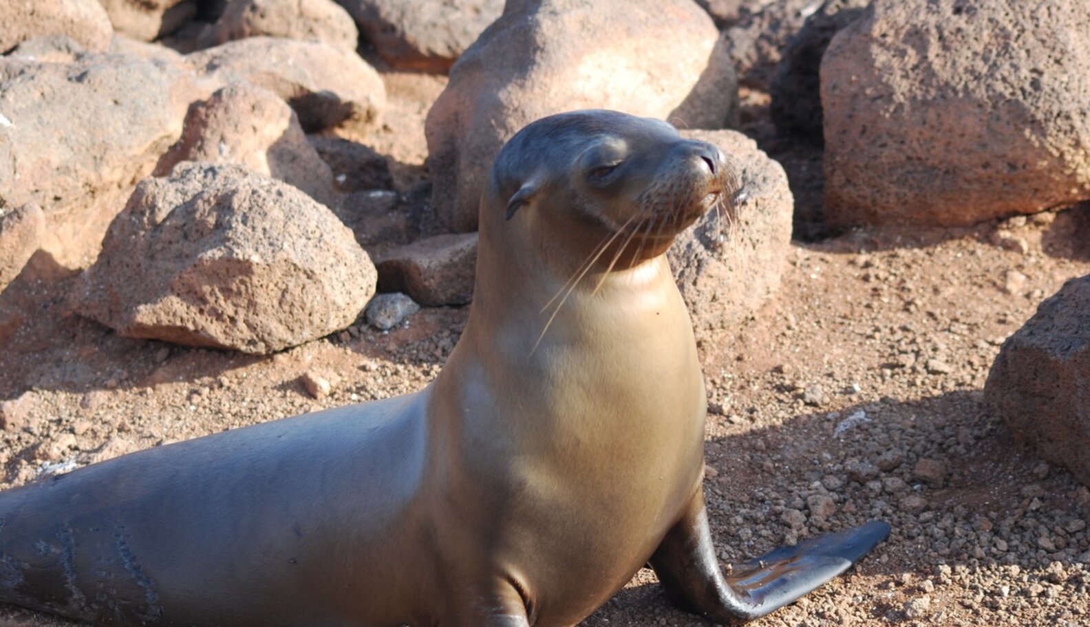 So Smart! 7 Animals Who Are Secretly Geniuses - The Dodo