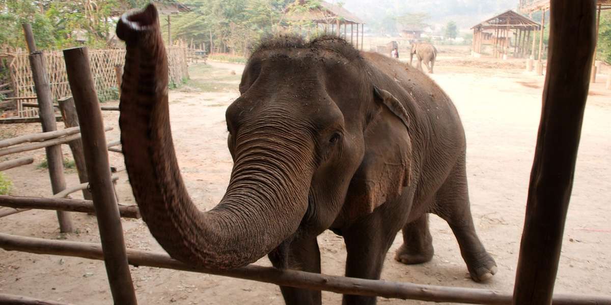 Animal Sanctuaries Where You Can Give Back To Wildlife - The Dodo