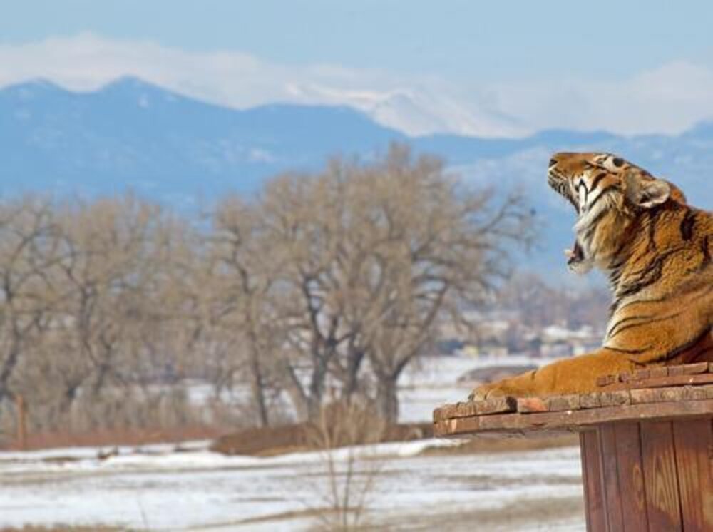 Animal Sanctuaries Where You Can Give Back To Wildlife - The Dodo