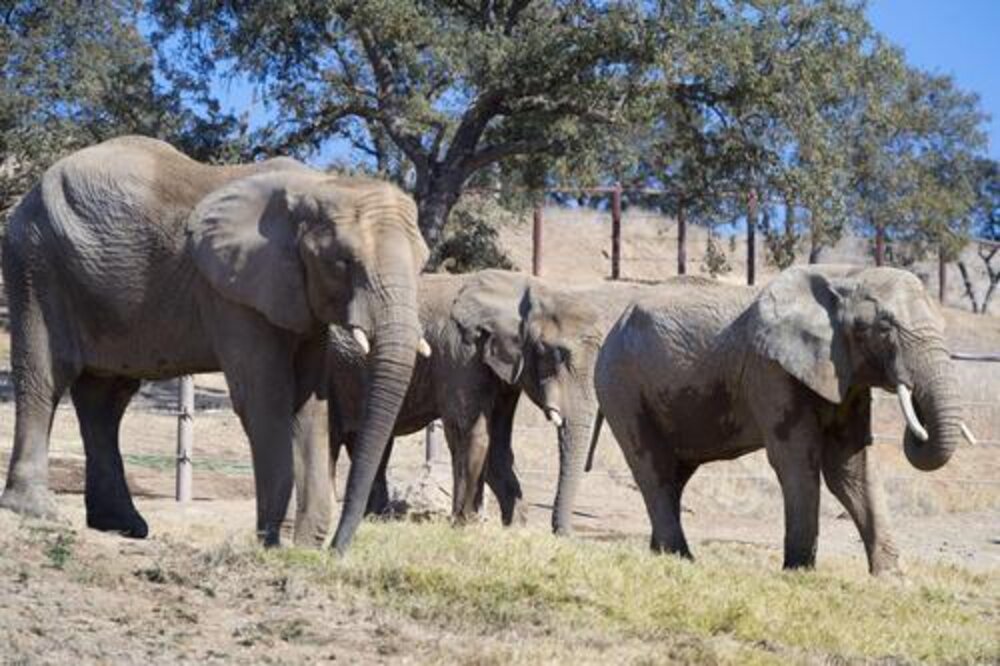 Animal Sanctuaries Where You Can Give Back To Wildlife - The Dodo