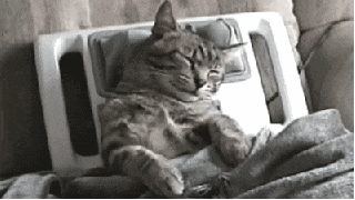 Cat Laptop Gif