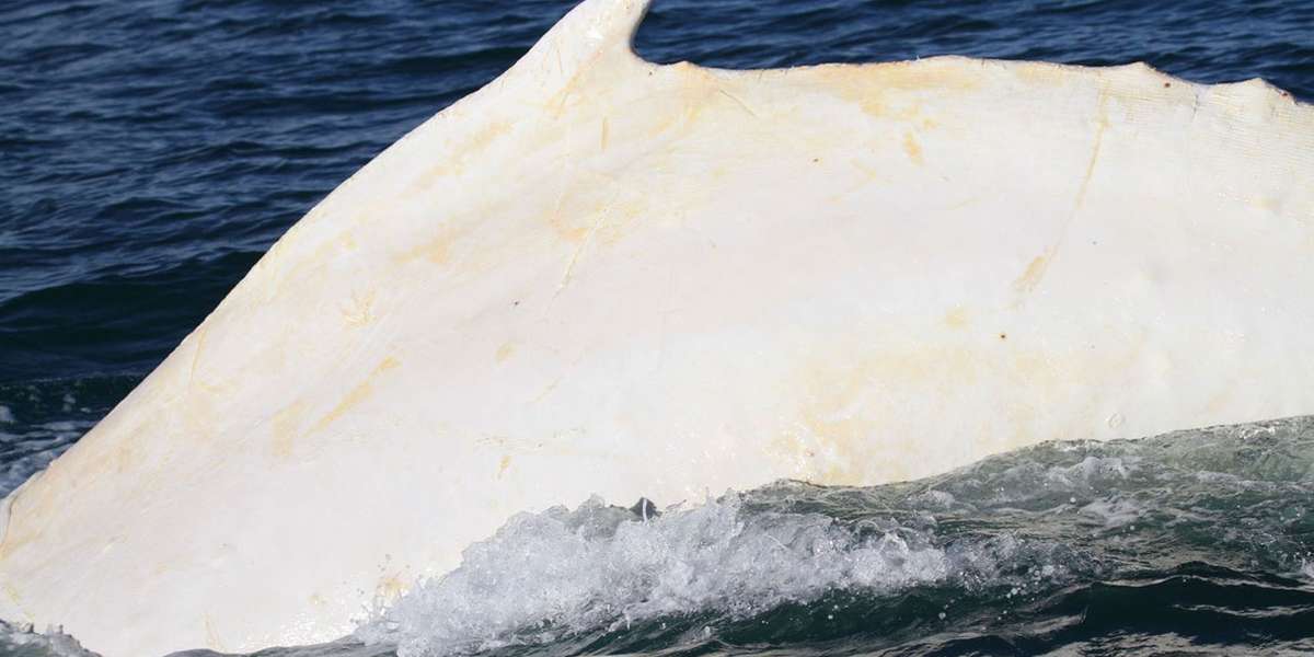All-White Whale Makes A Stunning Appearance - The Dodo