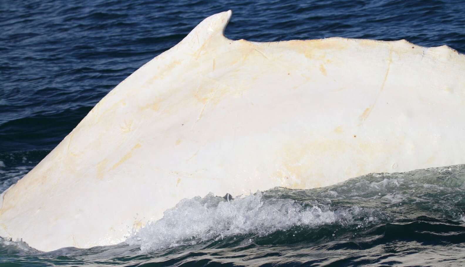 All-White Whale Makes A Stunning Appearance - The Dodo