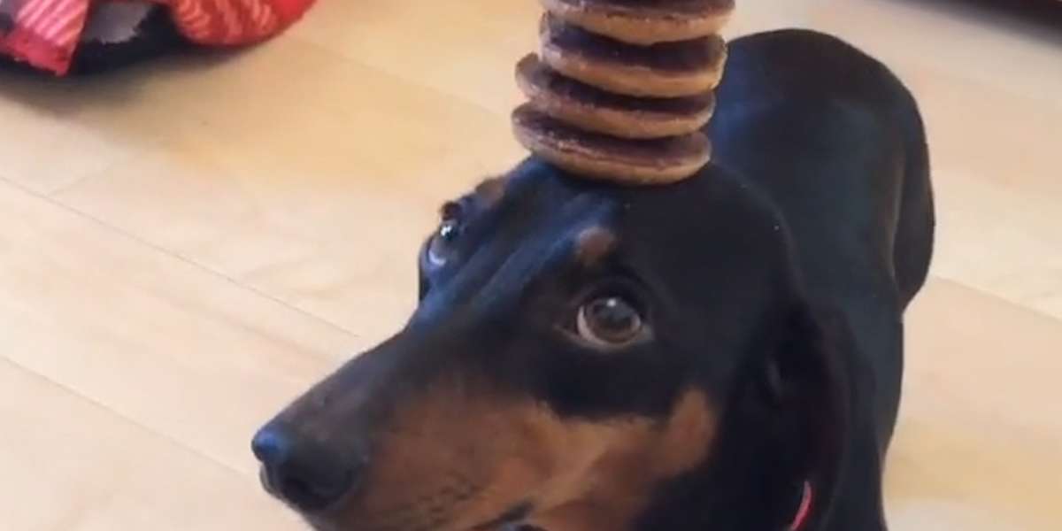Talented Dachshund Knows Just One Trick - Videos - The Dodo