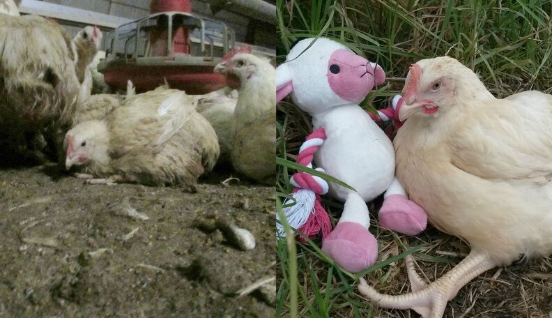 Slaughterhouse Chicken Completely Transformed By Love - The Dodo