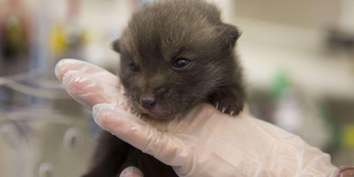 Excited Baby Fox Turns GoPro Into A Chew Toy - The Dodo