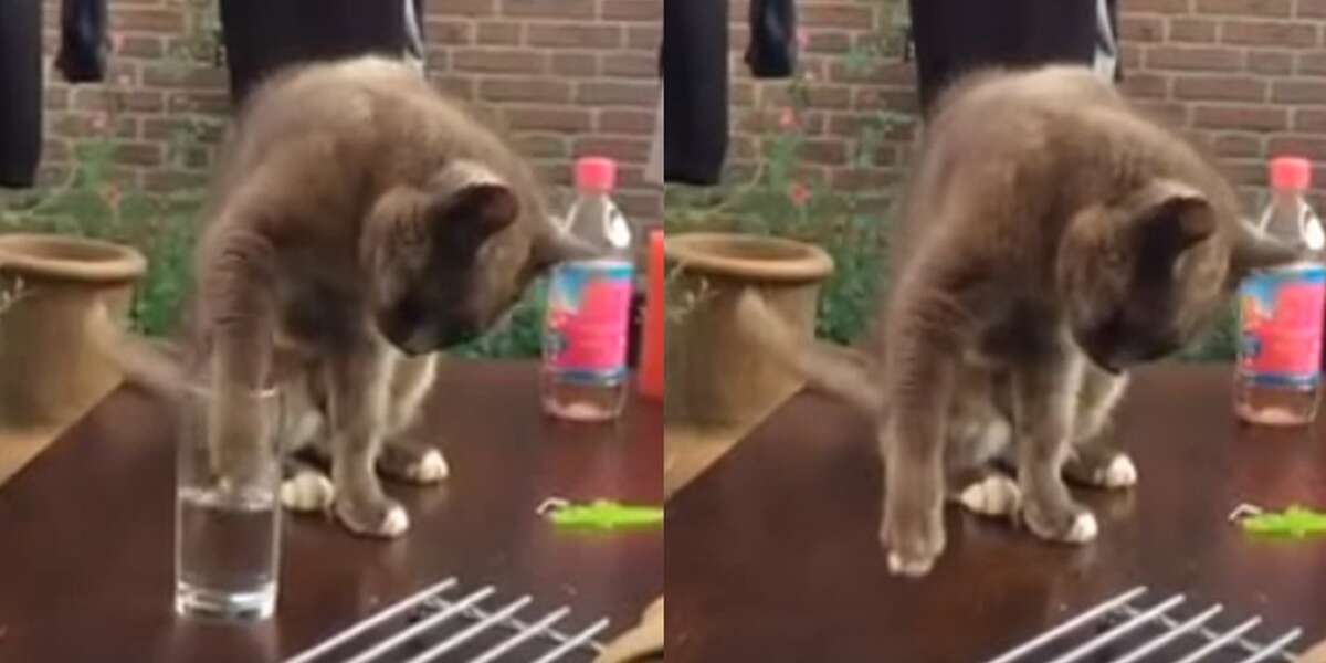 Cat Is Perplexed When His Glass Of Water Suddenly Disappears - The Dodo