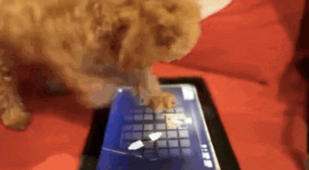 11 Tech-Savvy Pets Who Are Mastering iPads - The Dodo