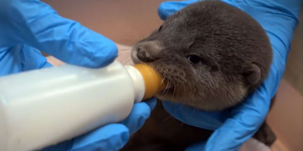 Baby Otter Reunites With His Family In The Wild - The Dodo