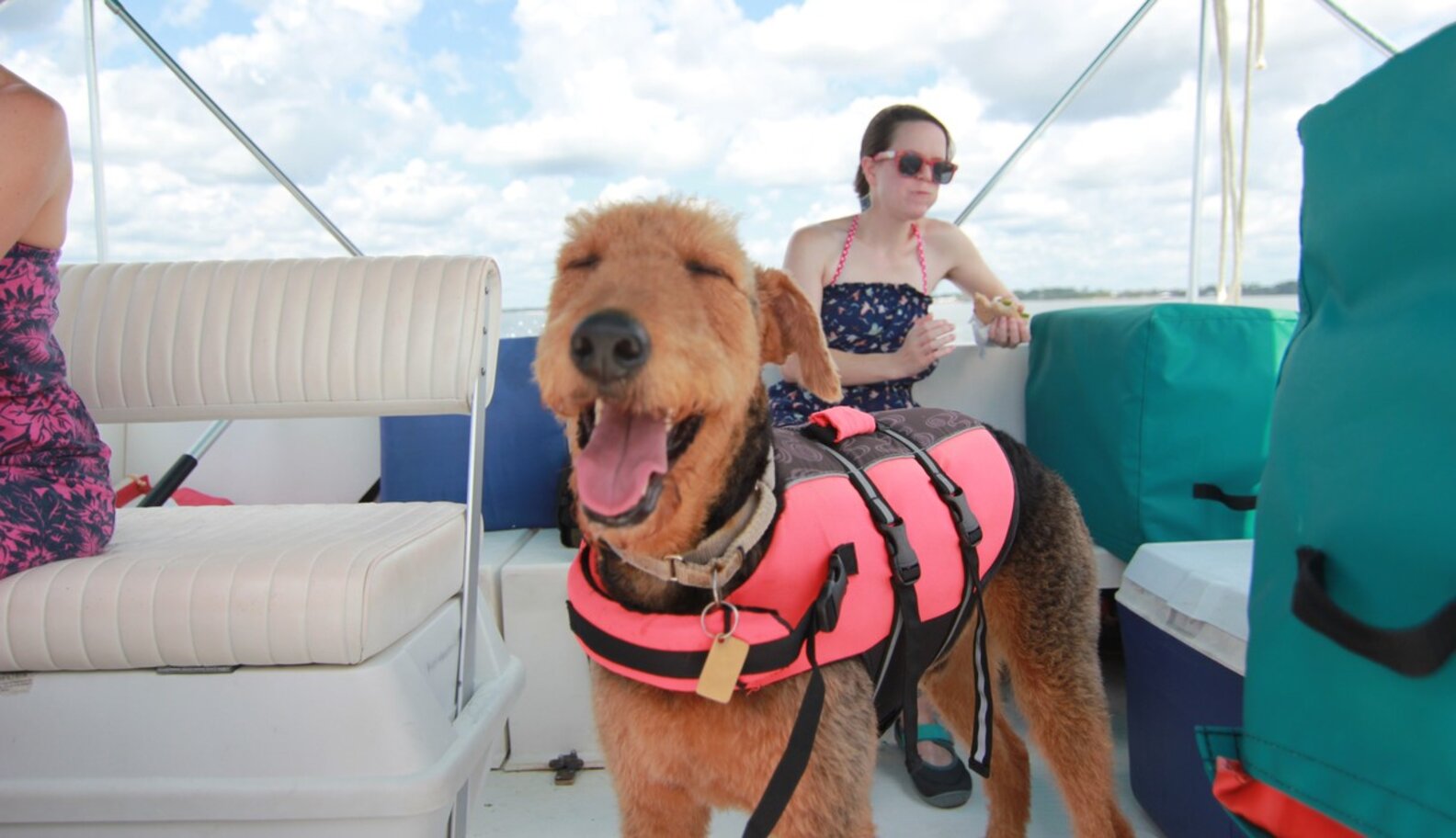 51 Dogs Who Are Thrilled To Be On A Boat - The Dodo