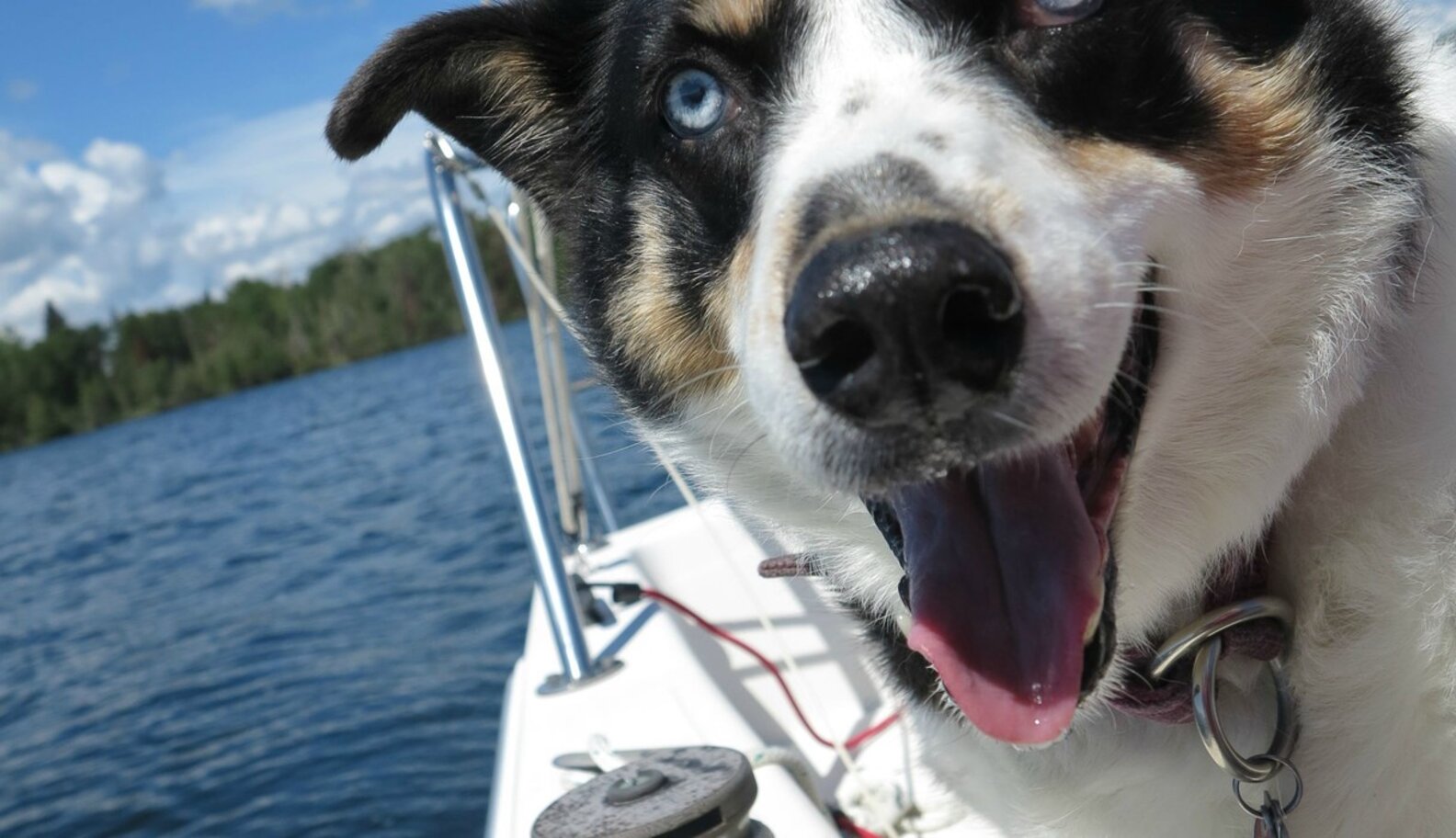 51 Dogs Who Are Thrilled To Be On A Boat - The Dodo