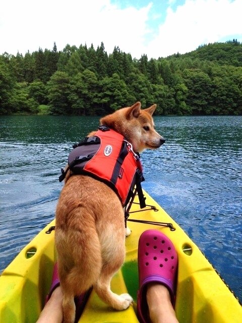51 Dogs Who Are Thrilled To Be On A Boat - The Dodo