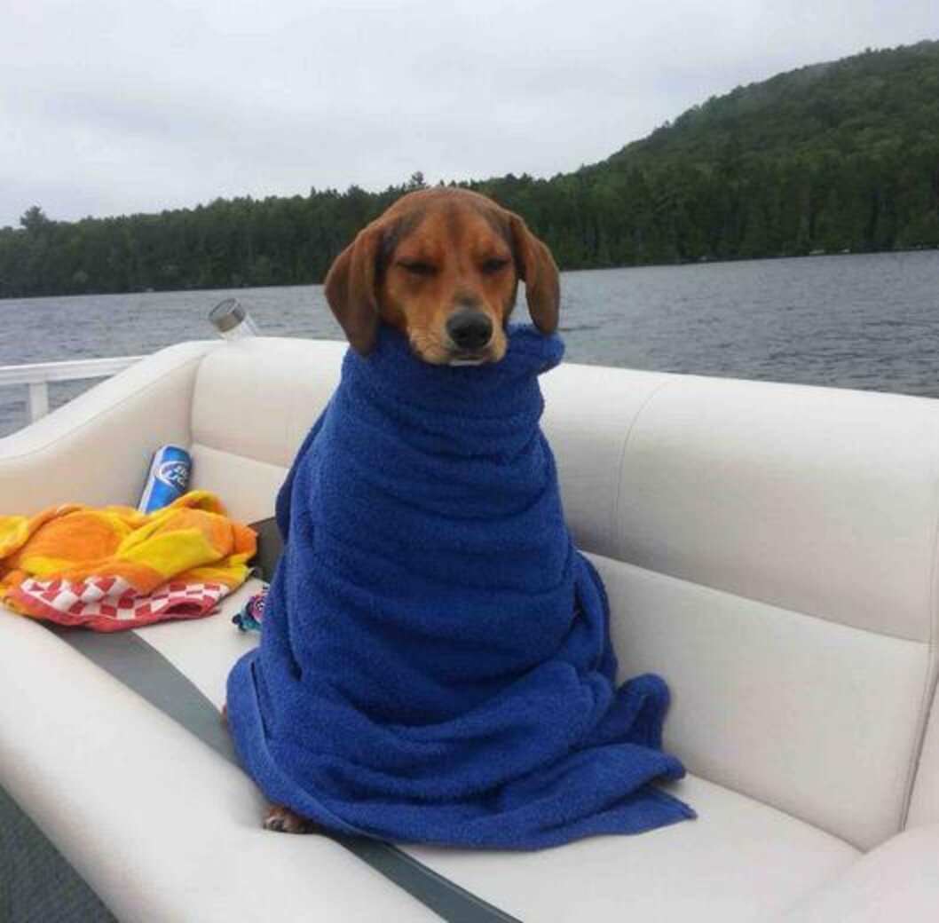 51 Dogs Who Are Thrilled To Be On A Boat - The Dodo