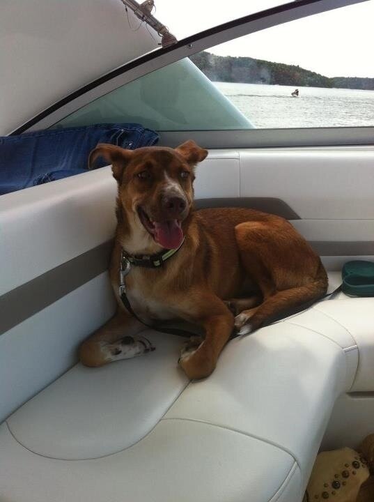 51 Dogs Who Are Thrilled To Be On A Boat - The Dodo