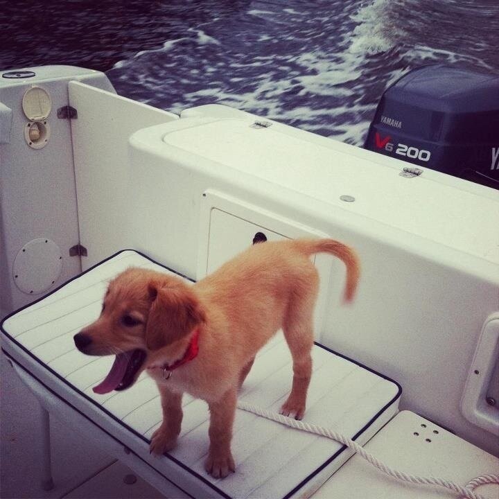 51 Dogs Who Are Thrilled To Be On A Boat - The Dodo