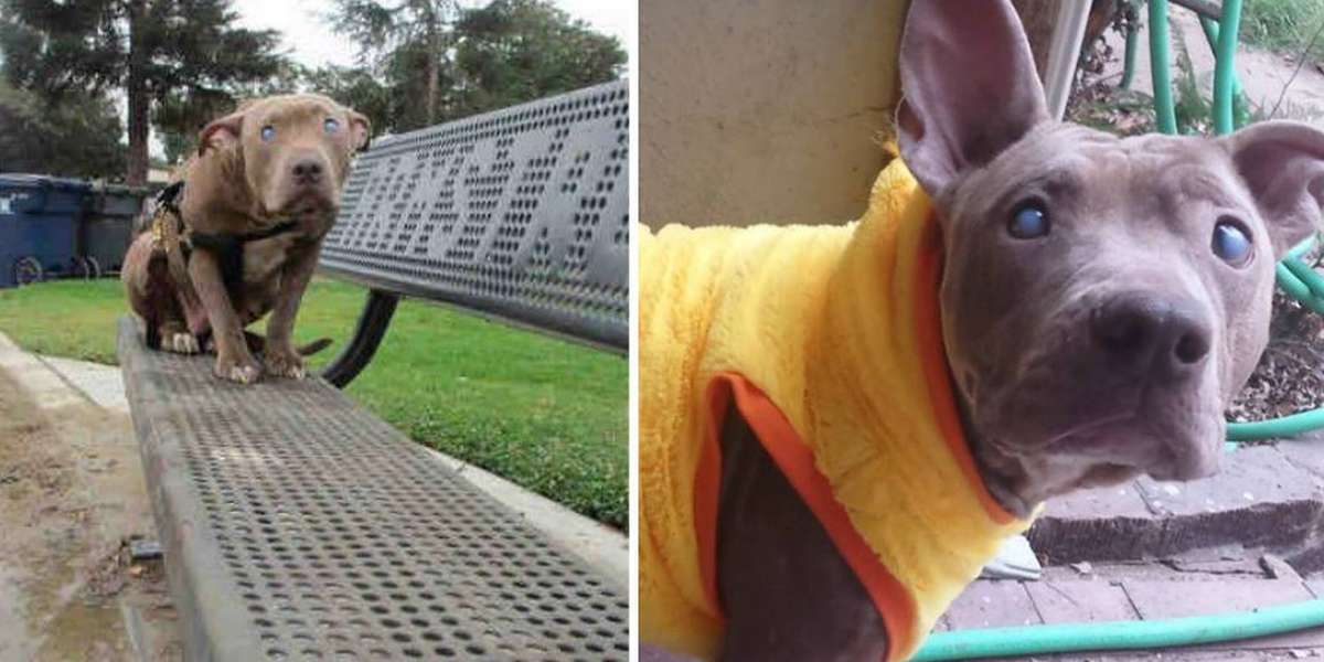 Blind Pit Bull Abandoned On Bench Learns How Love Feels - The Dodo
