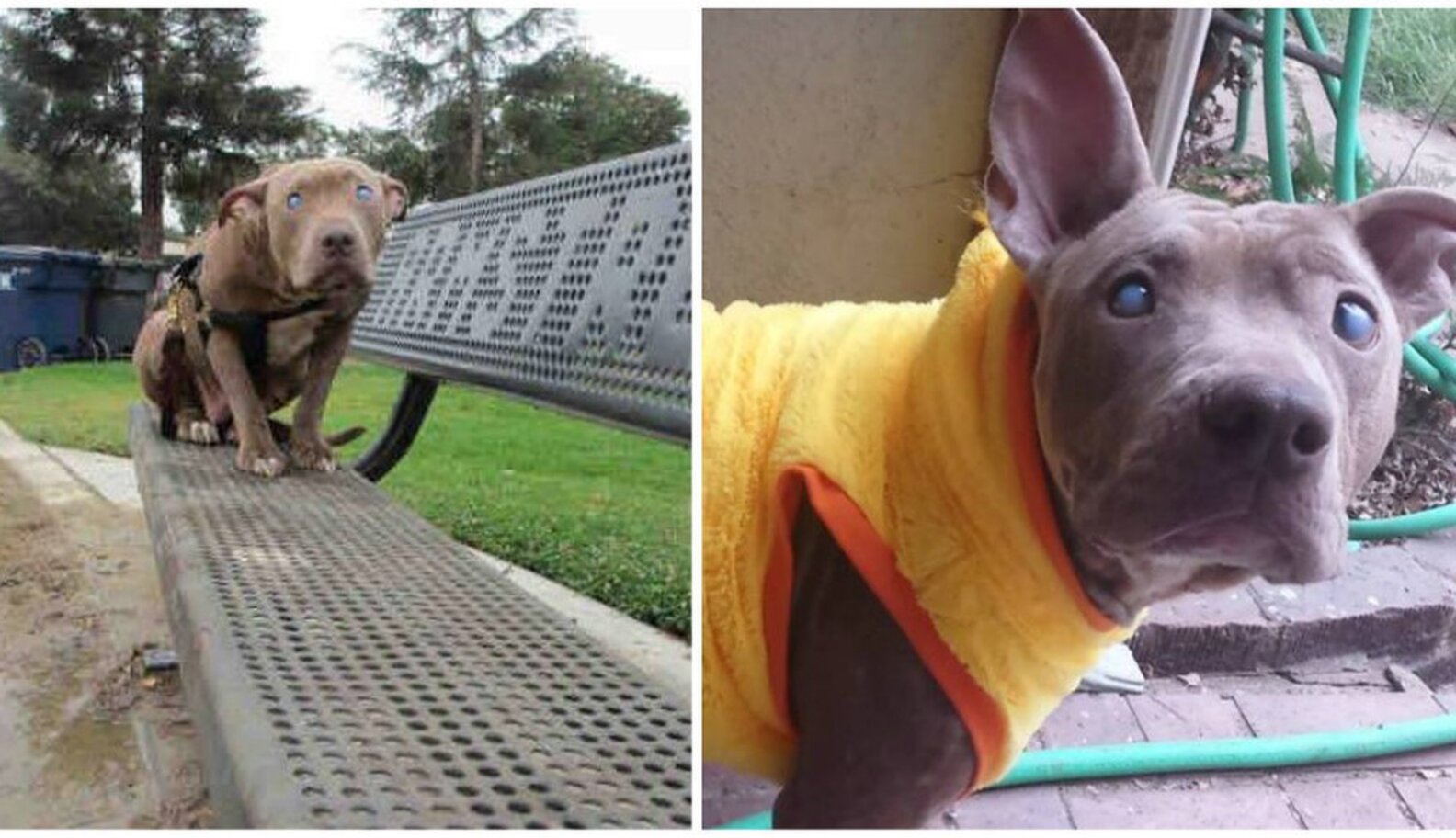 Blind Pit Bull Abandoned On Bench Learns How Love Feels - The Dodo