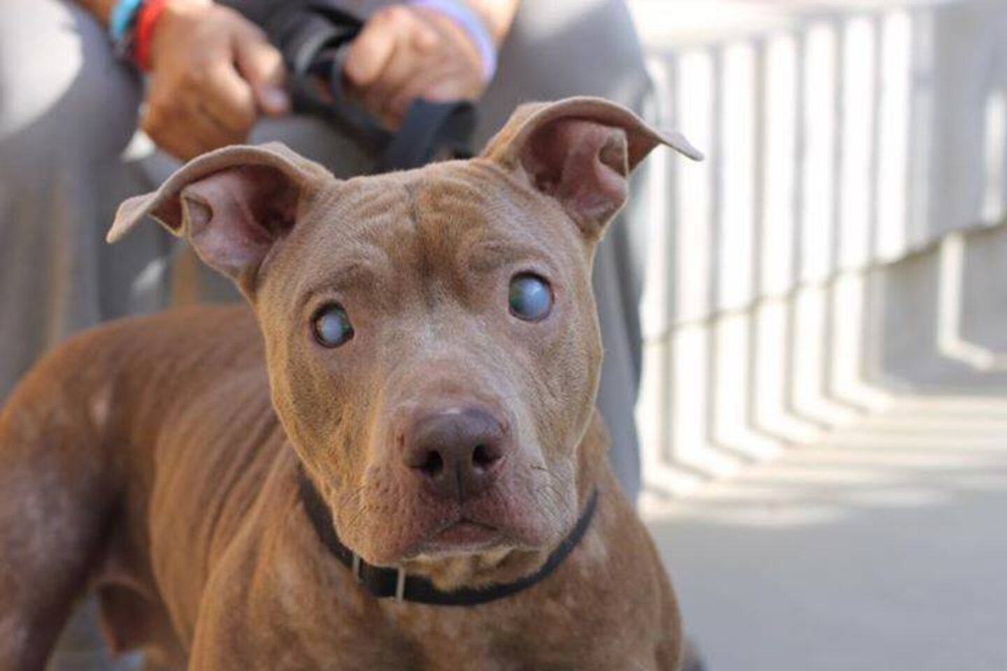 Blind Pit Bull Abandoned On Bench Learns How Love Feels - The Dodo