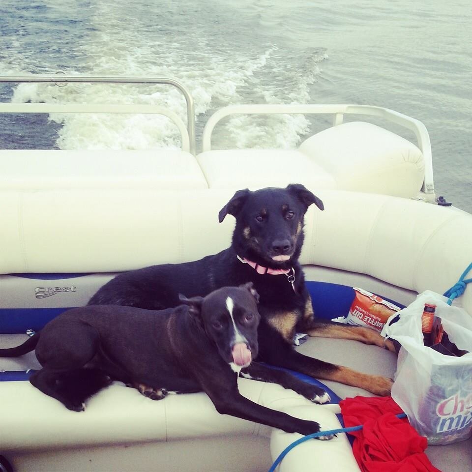 51 Dogs Who Are Thrilled To Be On A Boat - The Dodo