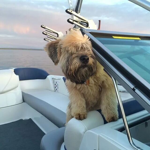 51 Dogs Who Are Thrilled To Be On A Boat - The Dodo