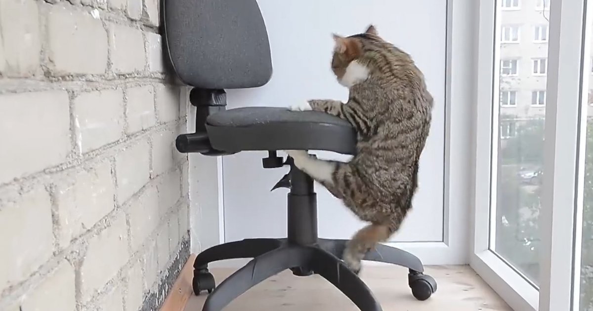 Paralyzed Cat Still Gets Around Like A Champ - The Dodo