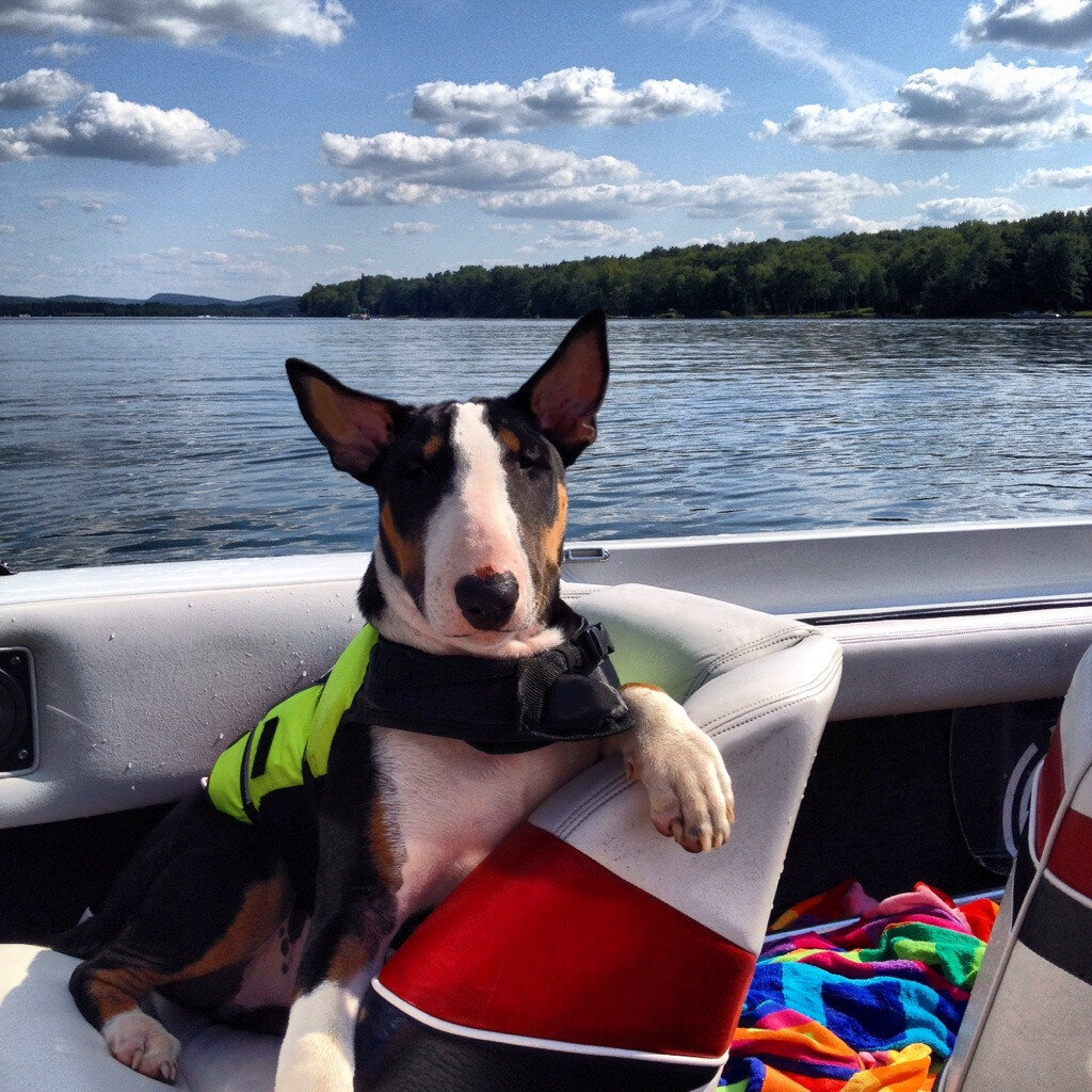 51 Dogs Who Are Thrilled To Be On A Boat - The Dodo