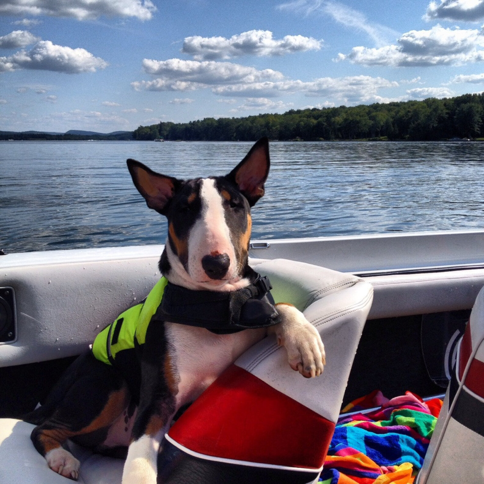 51 Dogs Who Are Thrilled To Be On A Boat - The Dodo