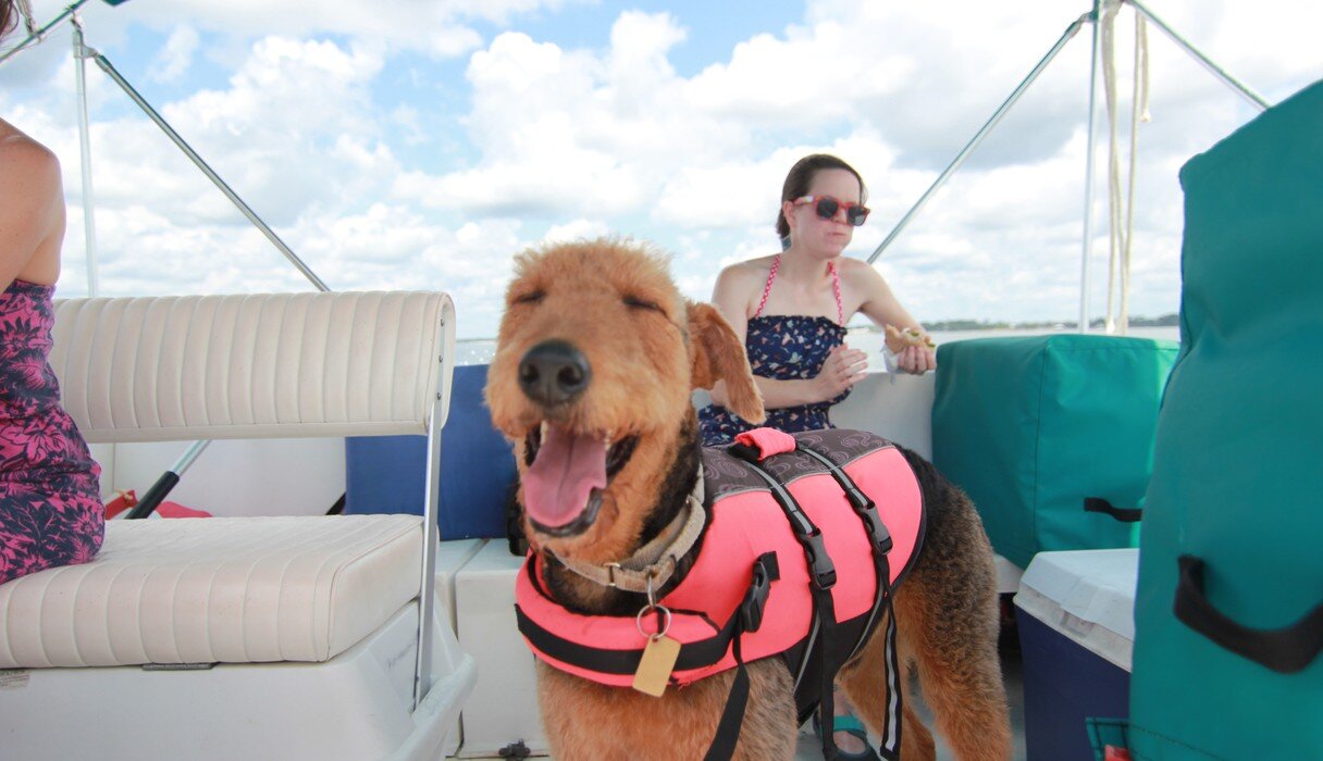 51 Dogs Who Are Thrilled To Be On A Boat - The Dodo
