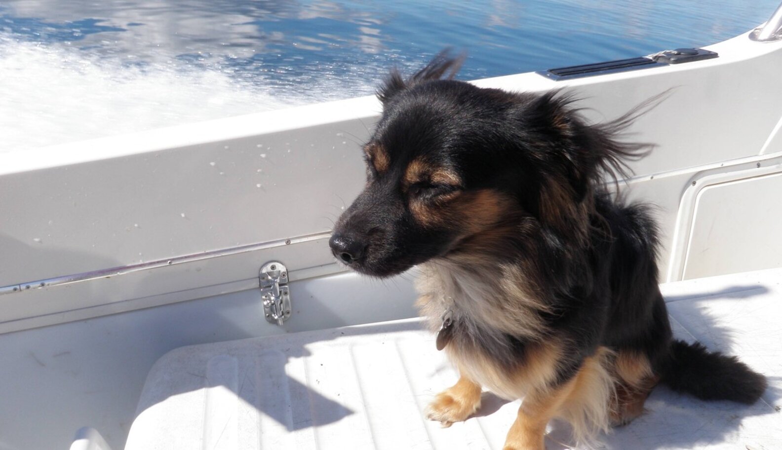 51 Dogs Who Are Thrilled To Be On A Boat - The Dodo