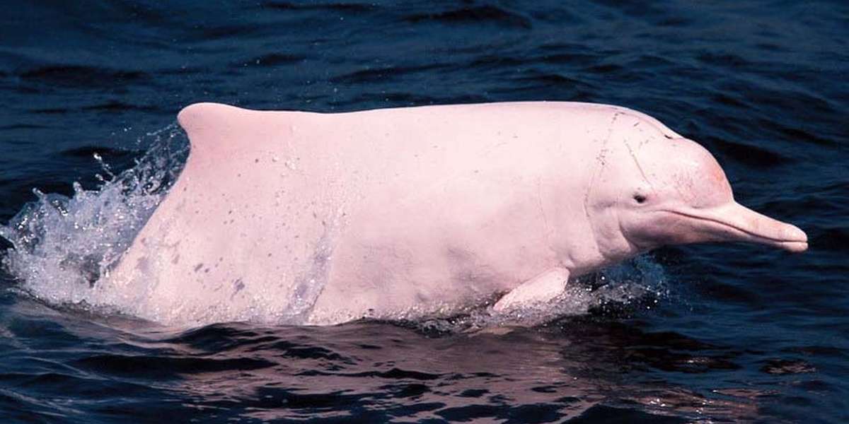 Chinese River Dolphin Pink
