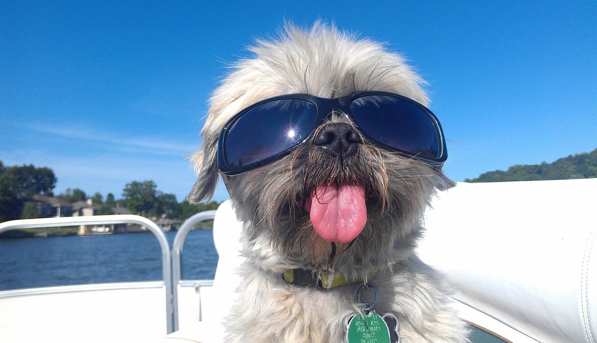 51 Dogs Who Are Thrilled To Be On A Boat - The Dodo
