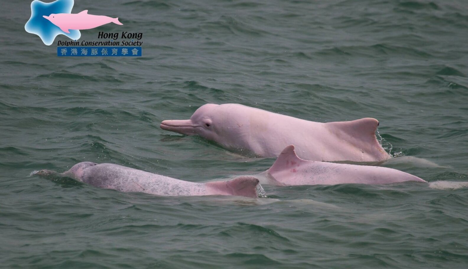 These Beautiful Pink Dolphins Could Disappear Forever - The Dodo