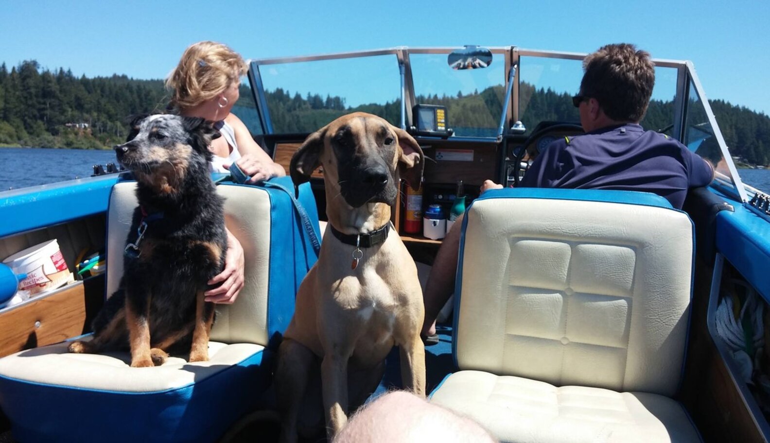 51 Dogs Who Are Thrilled To Be On A Boat - The Dodo