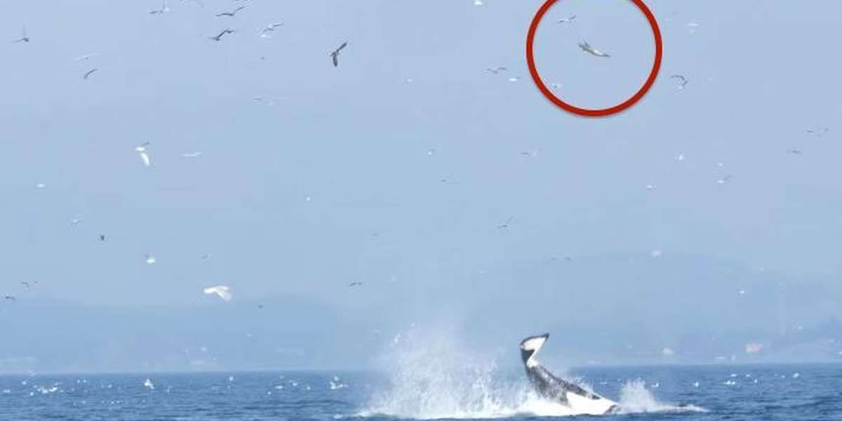 Orca Launches Seal High Into The Sky - The Dodo