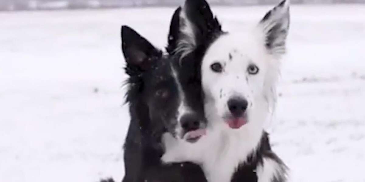 Rescued Dog Loves Hugging His Sister - The Dodo