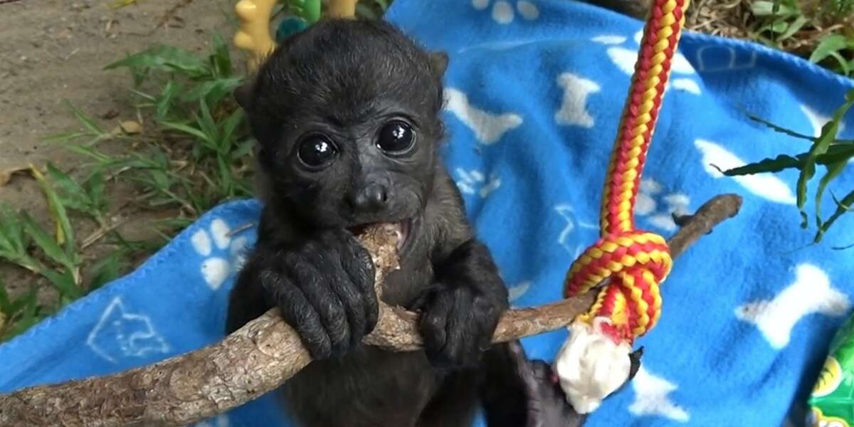 Baby Howler Monkey Is About To Need A Bigger Jungle Gym - The Dodo