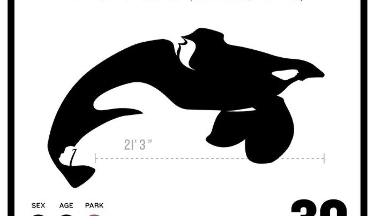 A Week For Every Whale: #30. Bingo - The Dodo