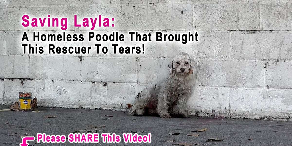 This Homeless Poodle Just Realized She's Being Rescued. Her Reaction Is ...