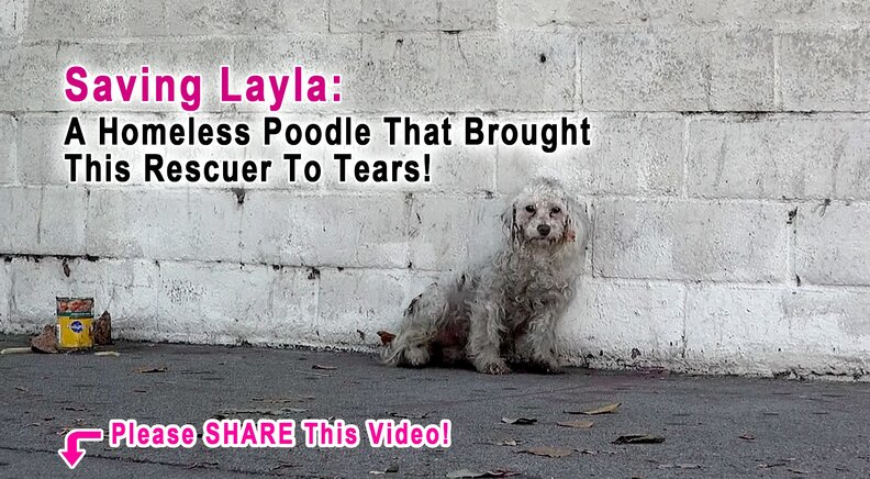 This Homeless Poodle Just Realized She's Being Rescued. Her Reaction Is ...