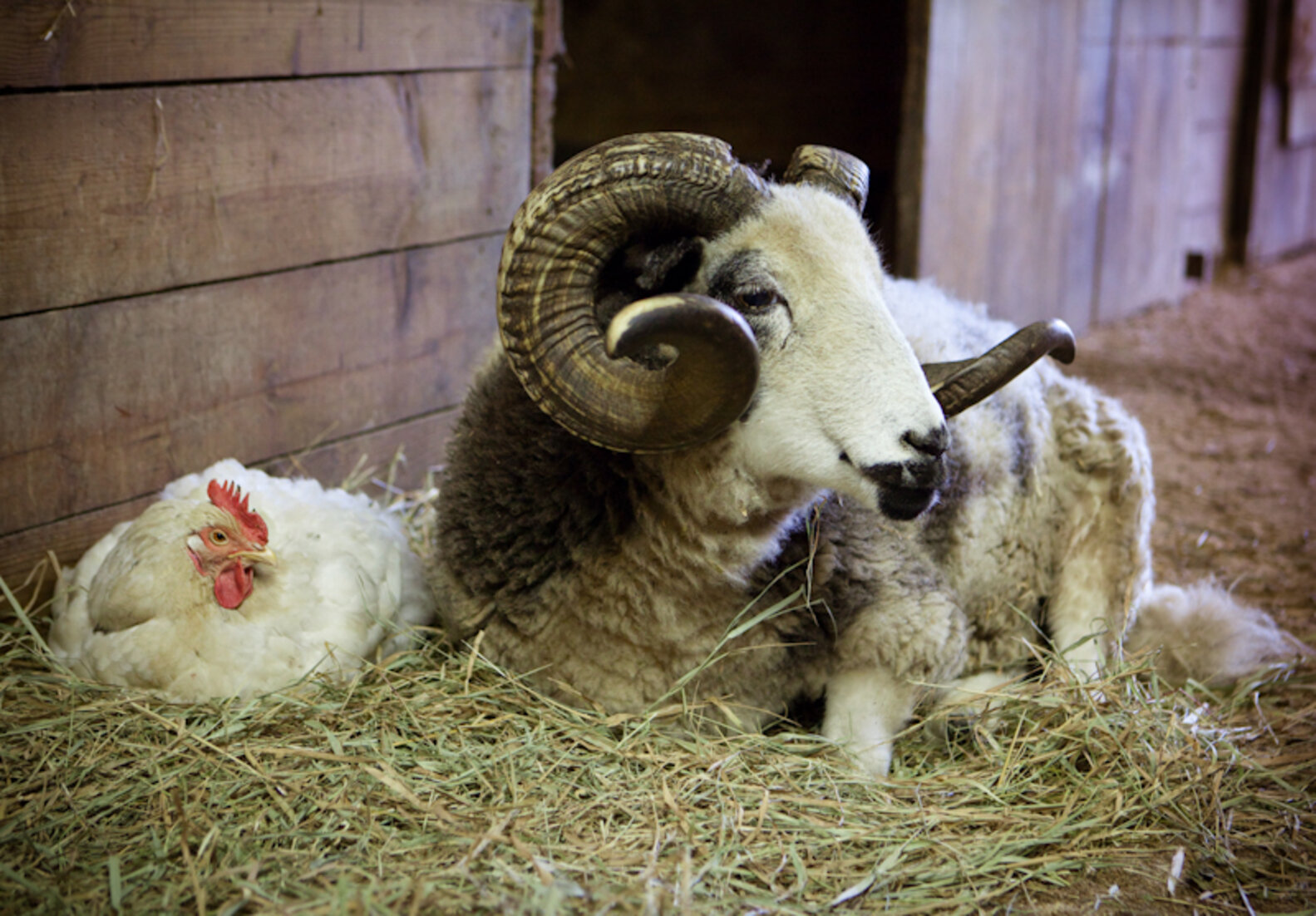 Hero Sheep Saved His Friends By Asking Human For Help - The Dodo