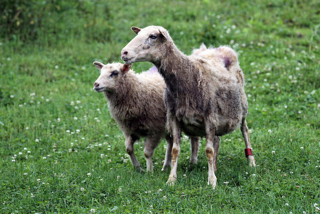 Hero Sheep Saved His Friends By Asking Human For Help - The Dodo