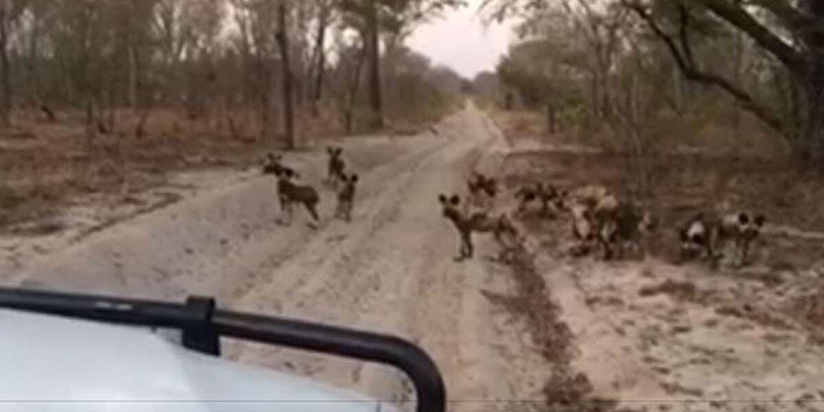 Meet The Dogs Who Are Being Hunted Into Extinction - The Dodo