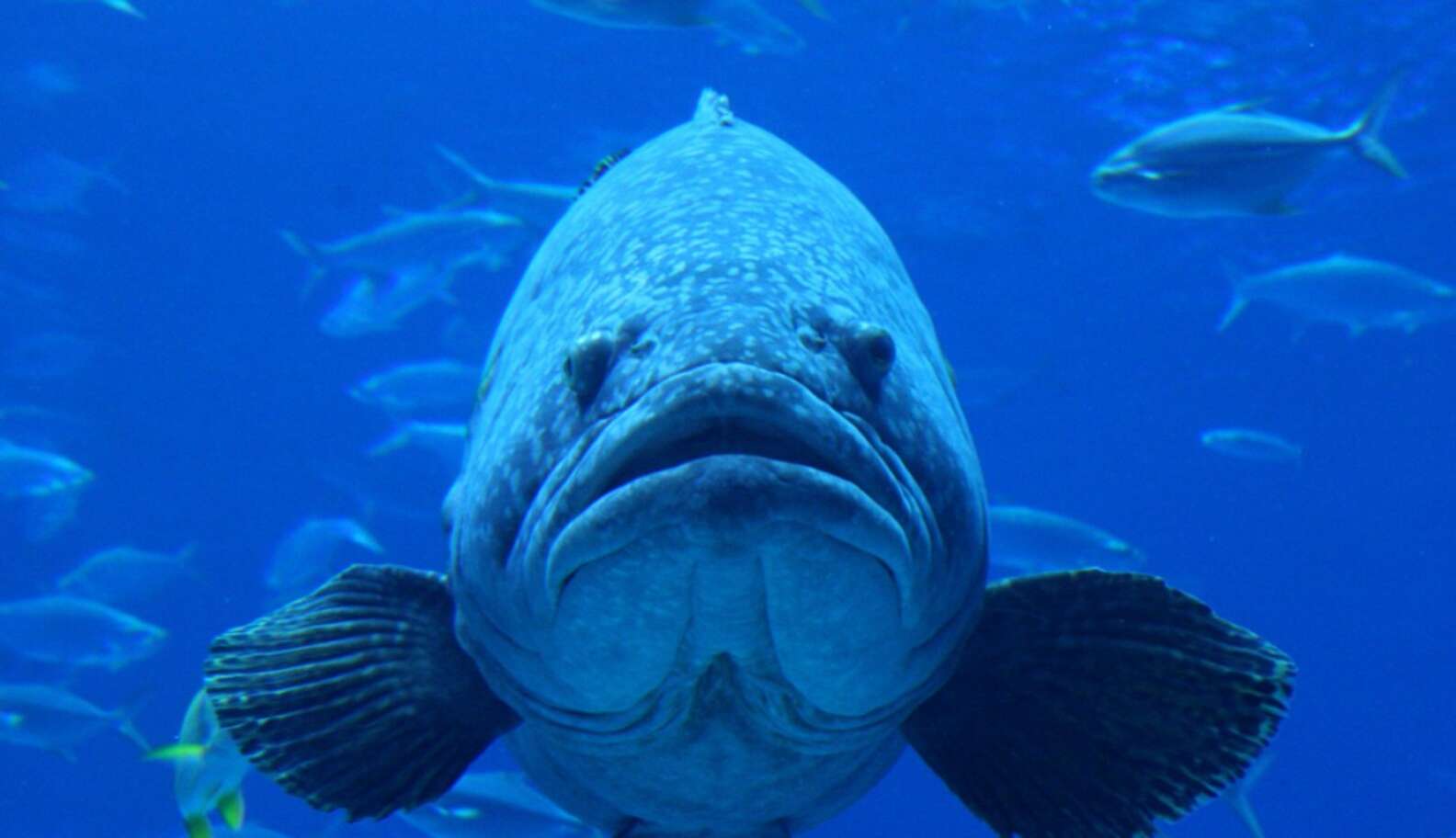 Climate Change Will Force Mass Fish Migration From Uninhabitable Seas ...