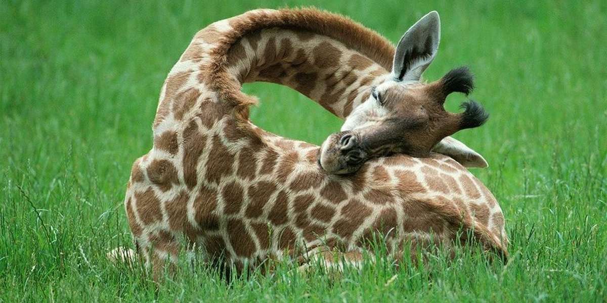Giraffes Sleep Like They're Having The Sweetest Dreams - The Dodo