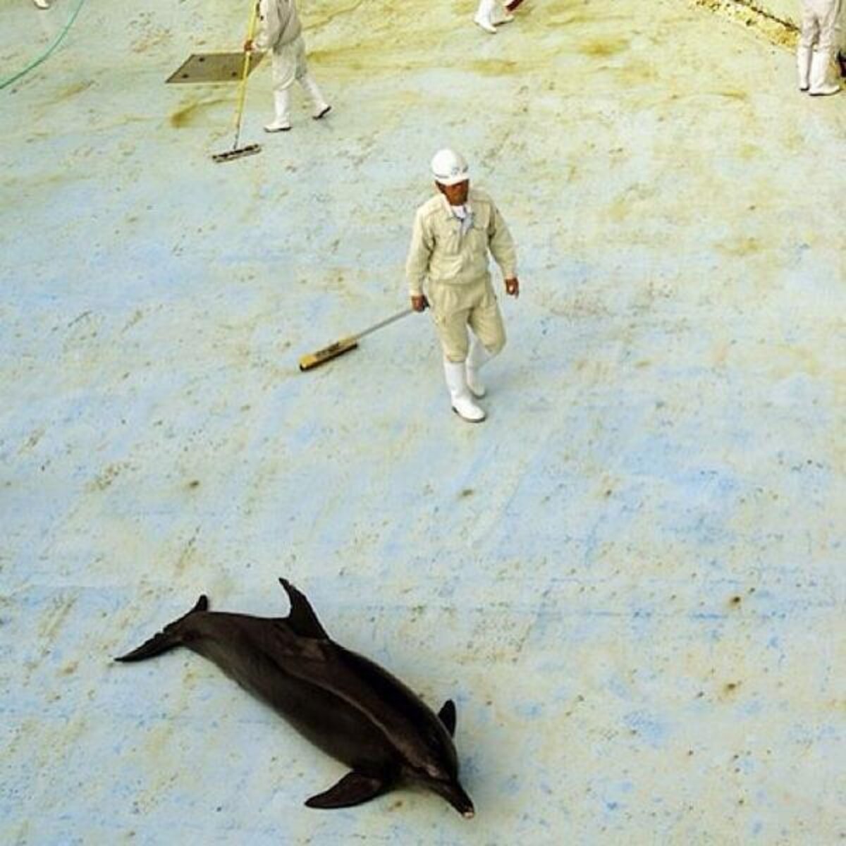 #SeaWorldCares about as much as these workers do about #blackfish # ...