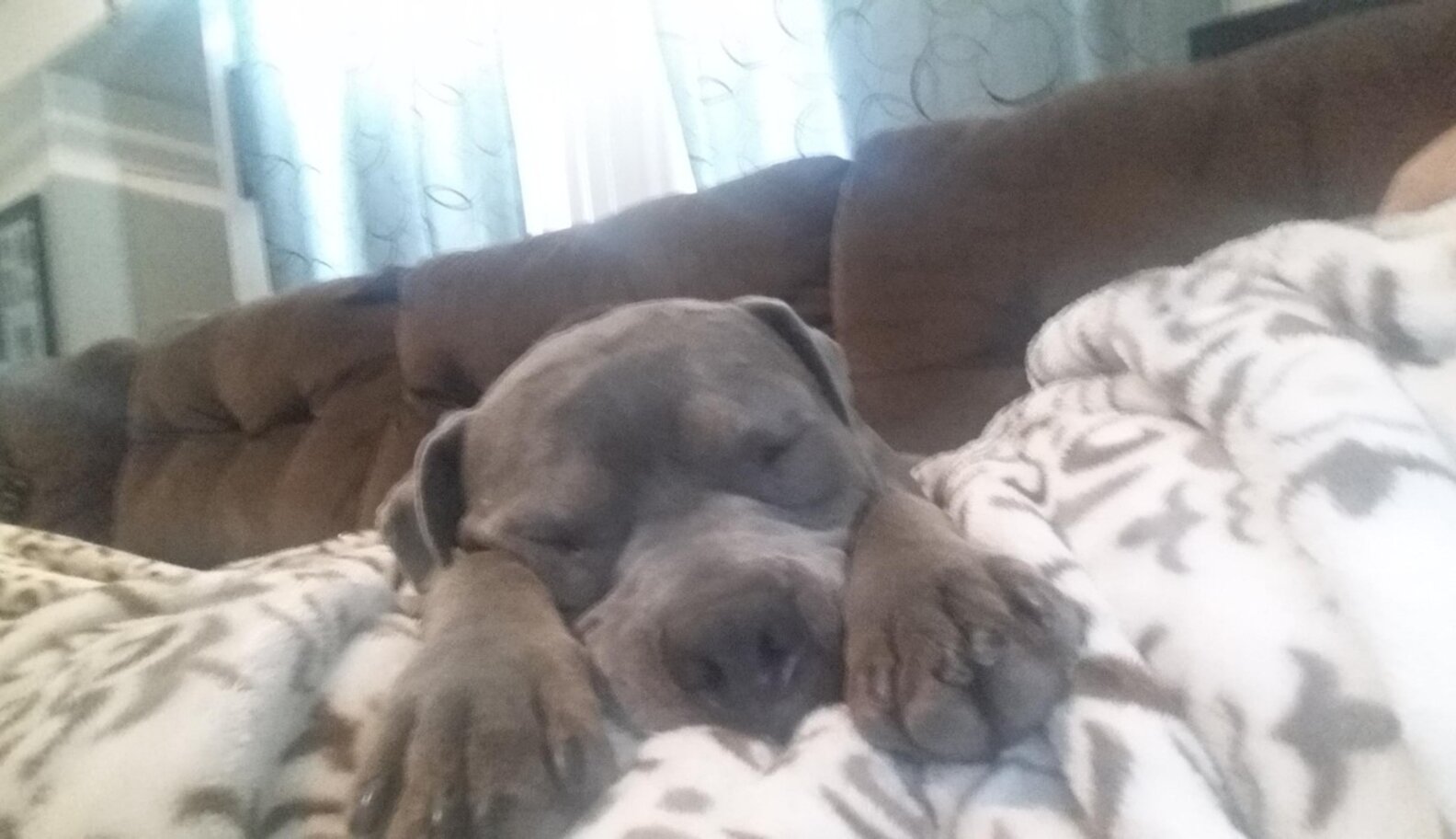 Boy With Autism Had Trouble Making Friends ... Until He Met A Pit Bull ...