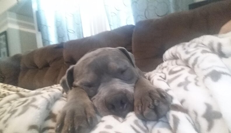 Boy With Autism Had Trouble Making Friends ... Until He Met A Pit Bull ...