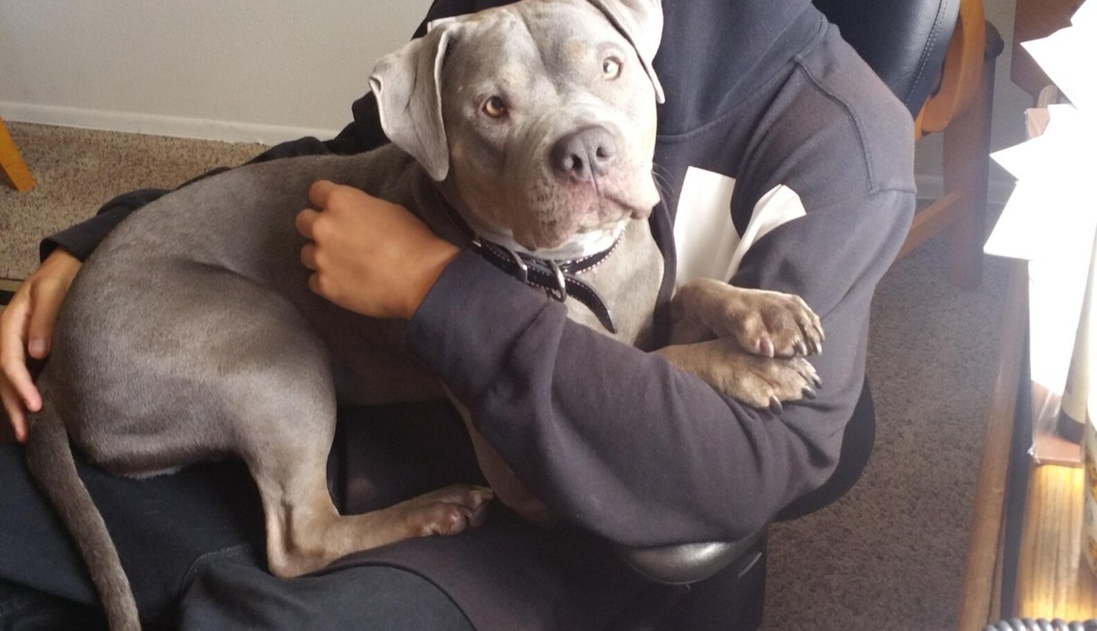 Boy With Autism Had Trouble Making Friends ... Until He Met A Pit Bull ...