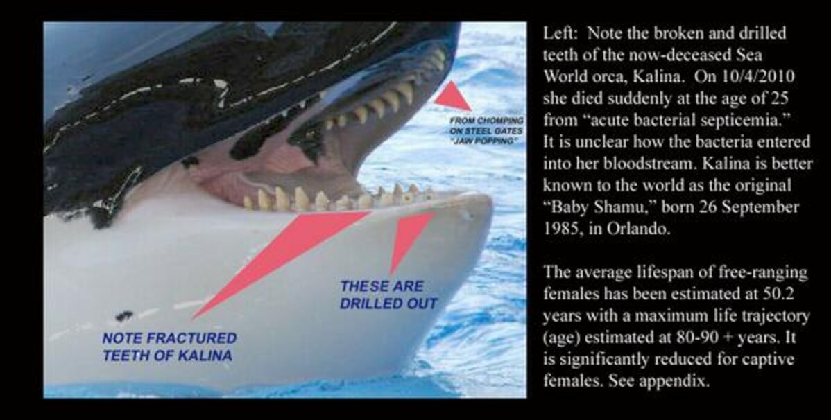#seaworldcares about profits #incarceration & #Blackfish ownership ...